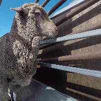 Realtime-Sheep-Detection Object Detection Dataset and Pre-Trained Model by Project Realtime ...