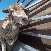 Realtime-Sheep-Detection Object Detection Dataset and Pre-Trained Model by Project Realtime ...