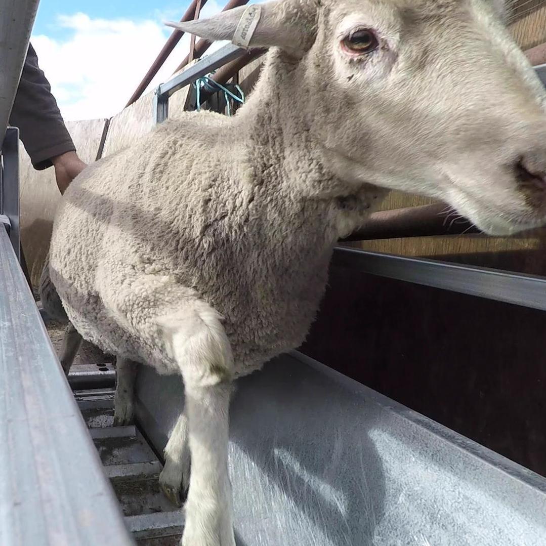 Realtime Sheep Detection Object Detection Dataset V1 2024 02 09 4