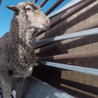 Realtime-Sheep-Detection Object Detection Dataset and Pre-Trained Model by Project Realtime ...