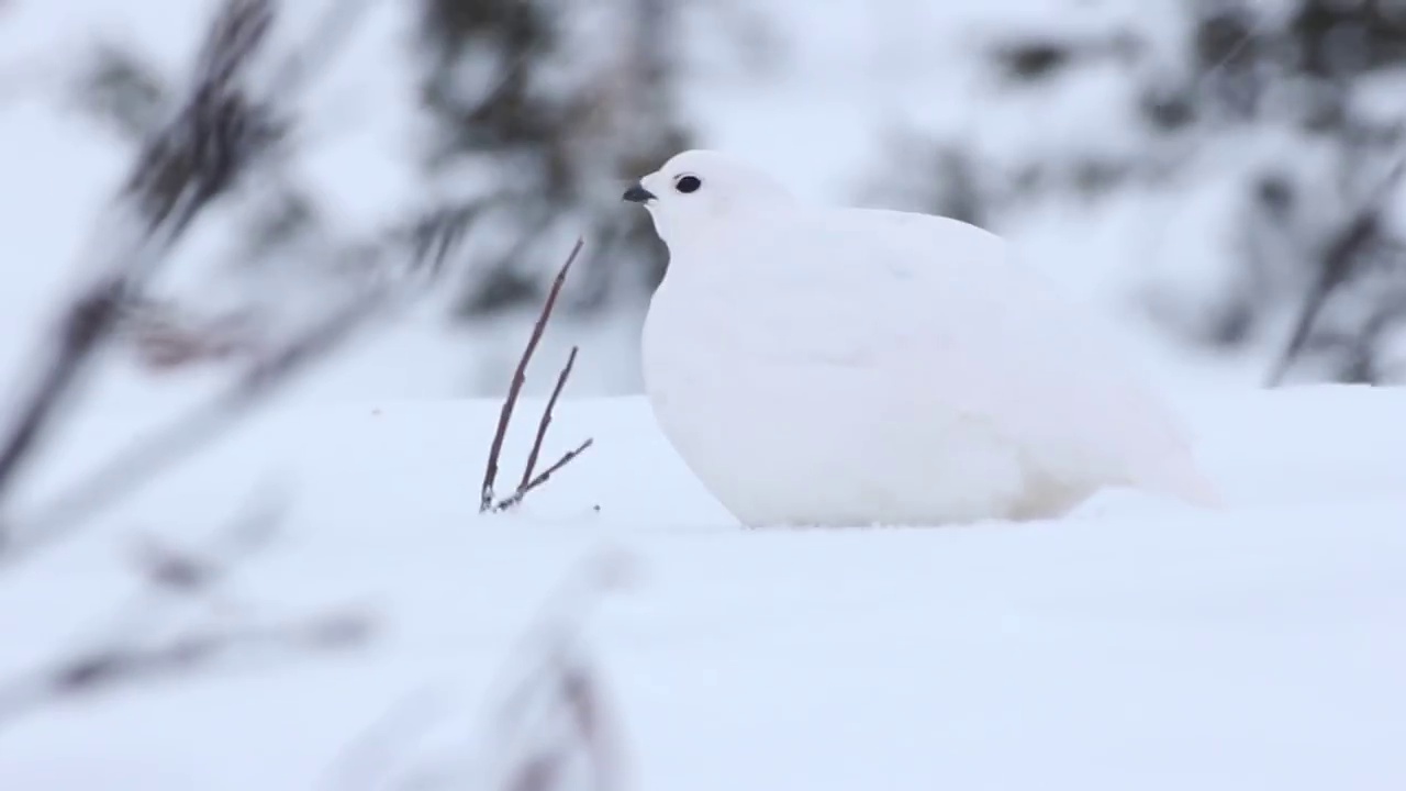 conv Object Detection Dataset and Pre-Trained Model by Camo