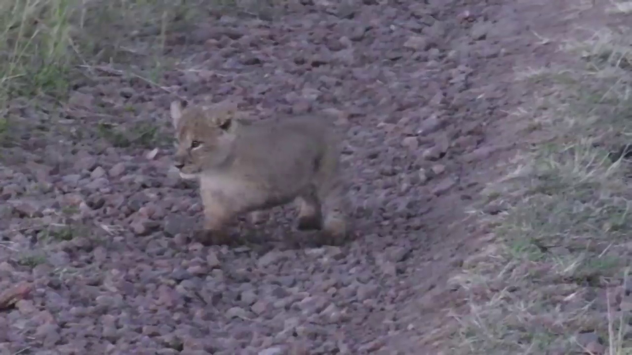 ObjDetection Object Detection Dataset and Pre-Trained Model by Camo