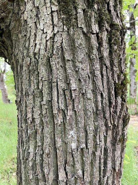 Tree Object Detection Dataset By Treedetection