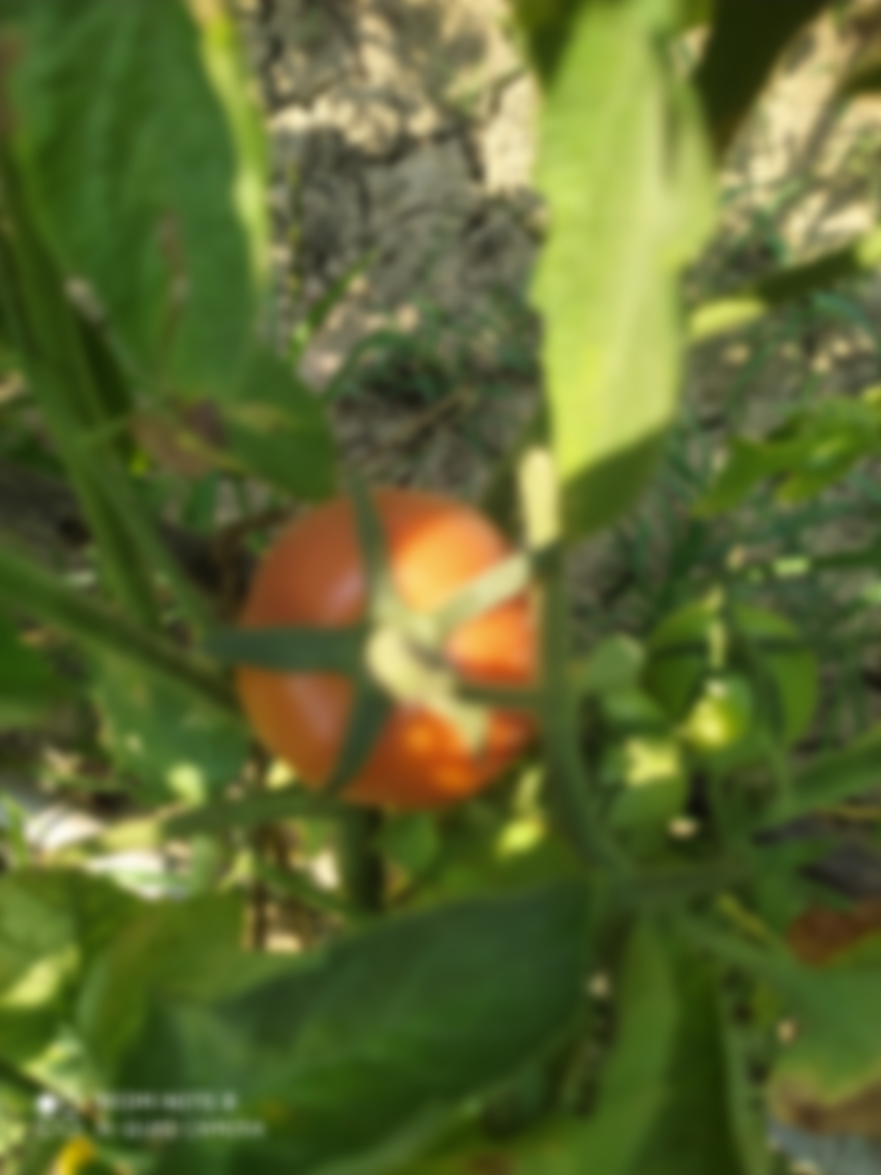 yield-estimate-v3 Instance Segmentation Dataset by tomatoyield