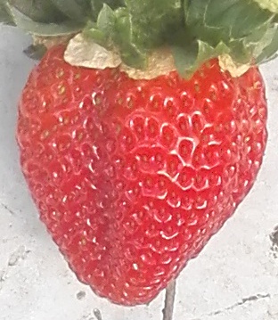 ins Instance Segmentation Dataset by Mohammad1