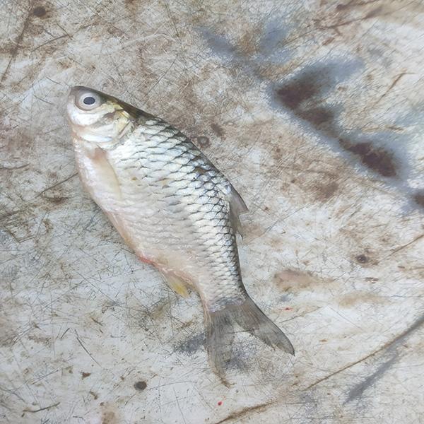 fish Object Detection Dataset by kittiphone phouthavong