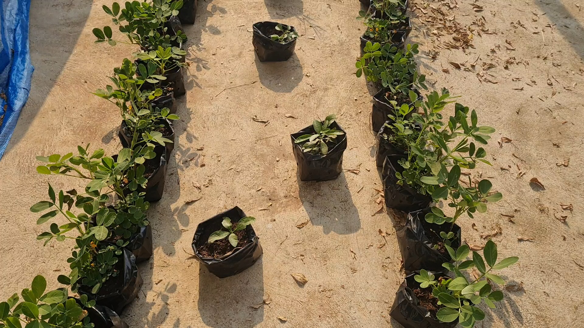Weed Crop Instance Segmentation Dataset V5 2023 03 13 3 02am By Project1