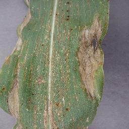 Corn Leaf Disease Detection Object Detection Dataset by Arshdeep