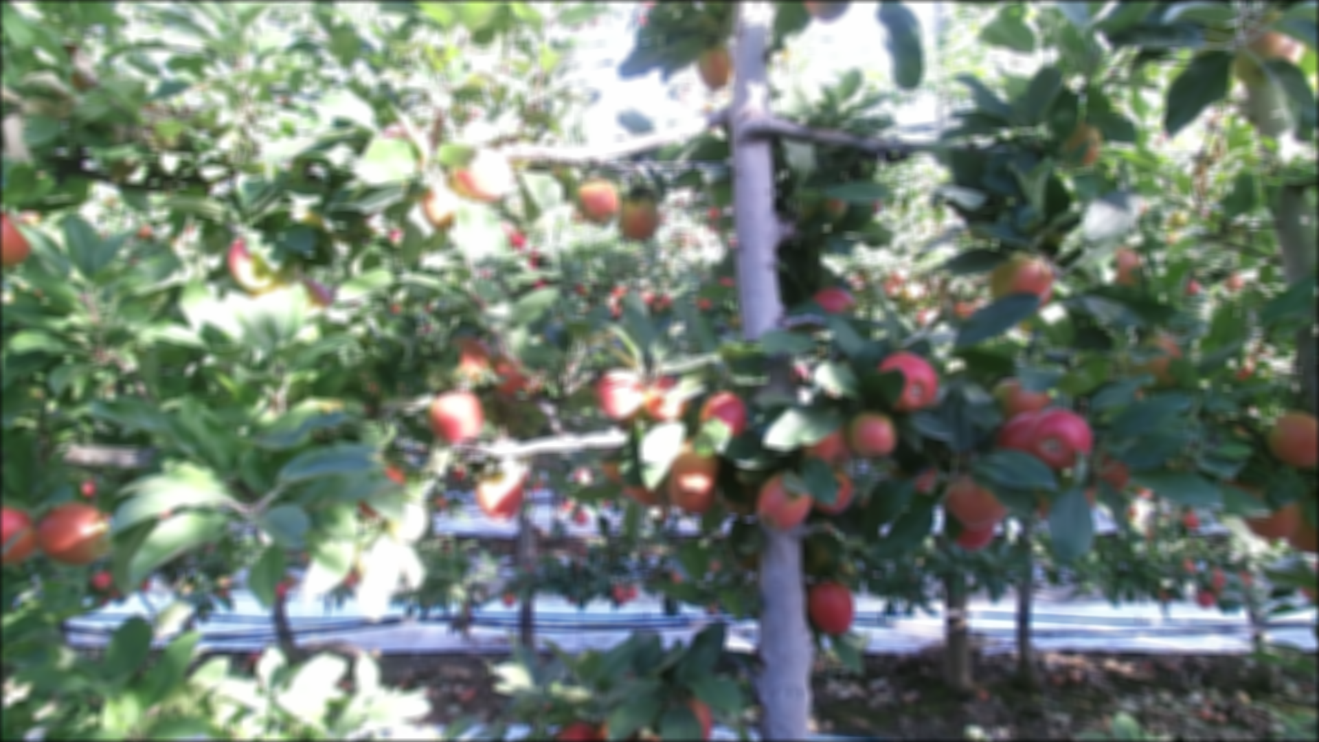 Object Detection Object Detection Model By Okwes Workspace