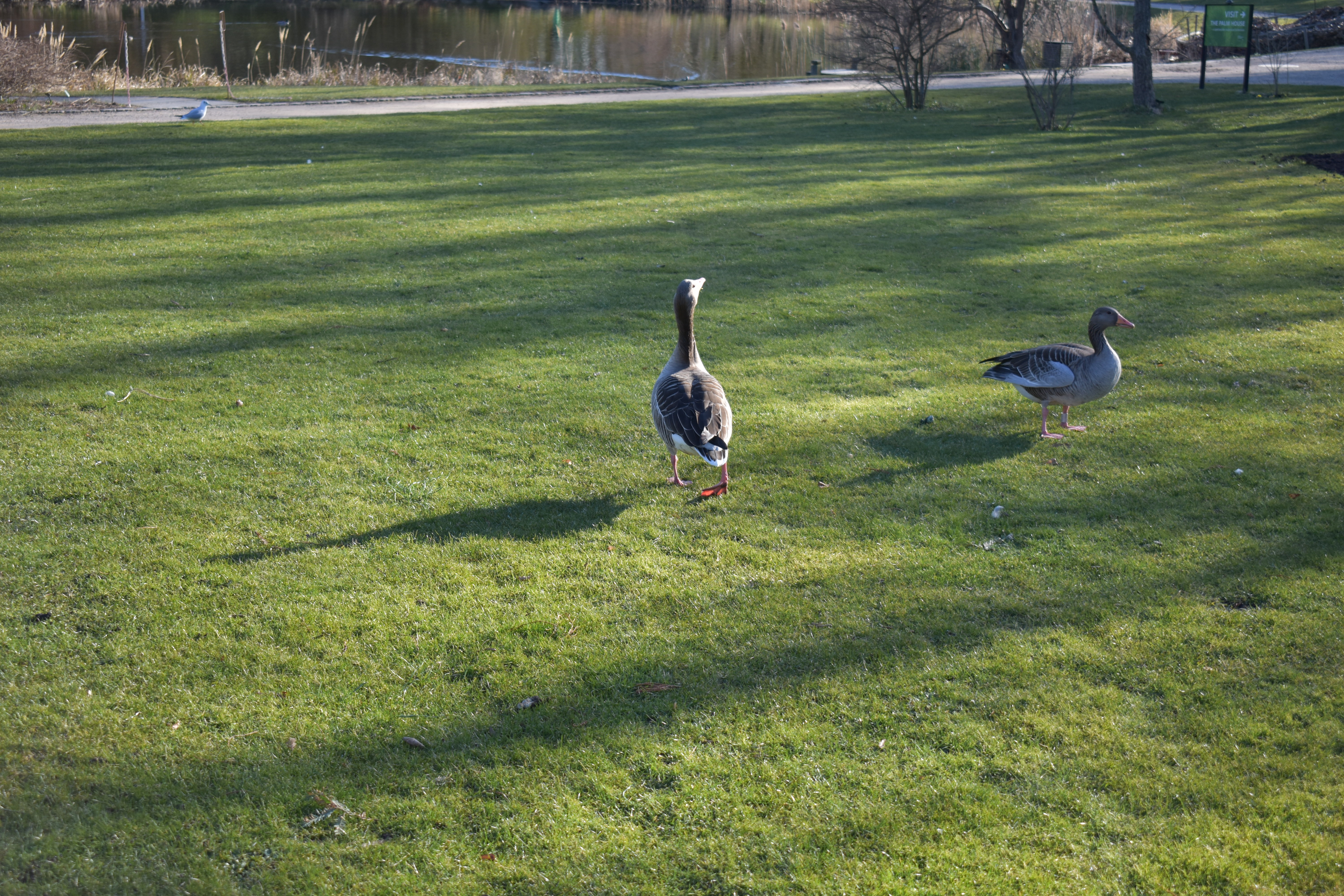 Swans vs Ducks Activity Object Detection Dataset and Pre-Trained Model ...