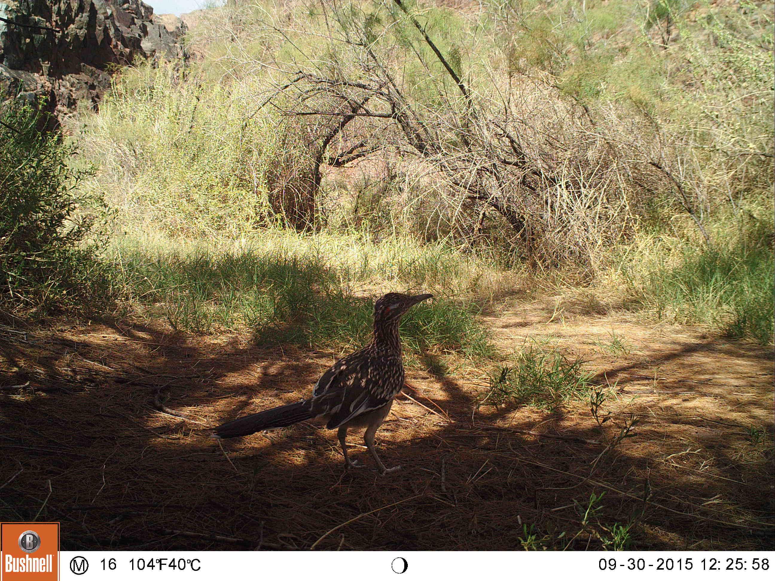 Wildlife Object Detection Dataset And Pre Trained Model By National Park Service