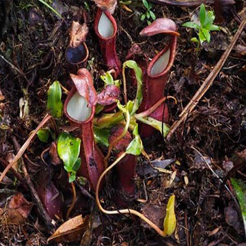 Pitcher Plant Object Detection Dataset by NightCoder