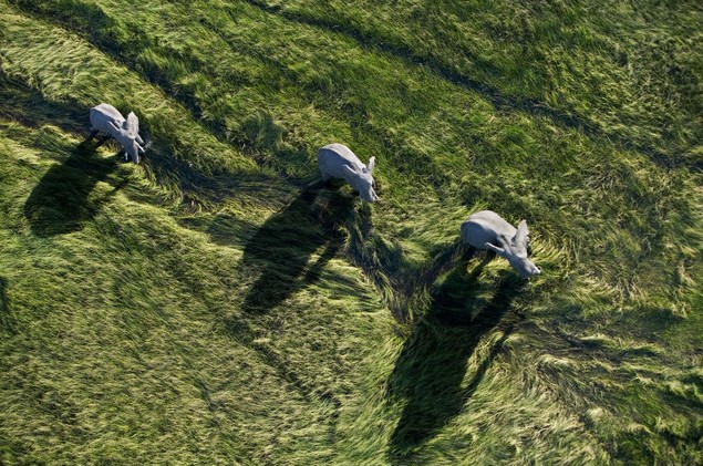 elephants detection using yolo Object Detection Model by Jahnavi Kommalapati