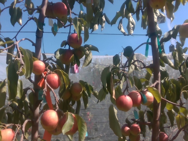 Apples Object Detection Dataset And Pre Trained Model By Apples