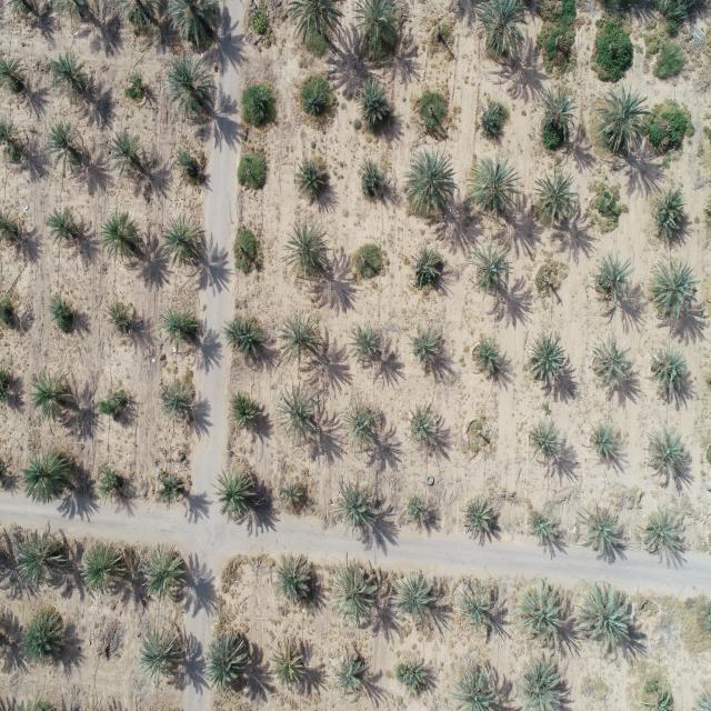 Preprocessing palm oil - Roboflow Universe