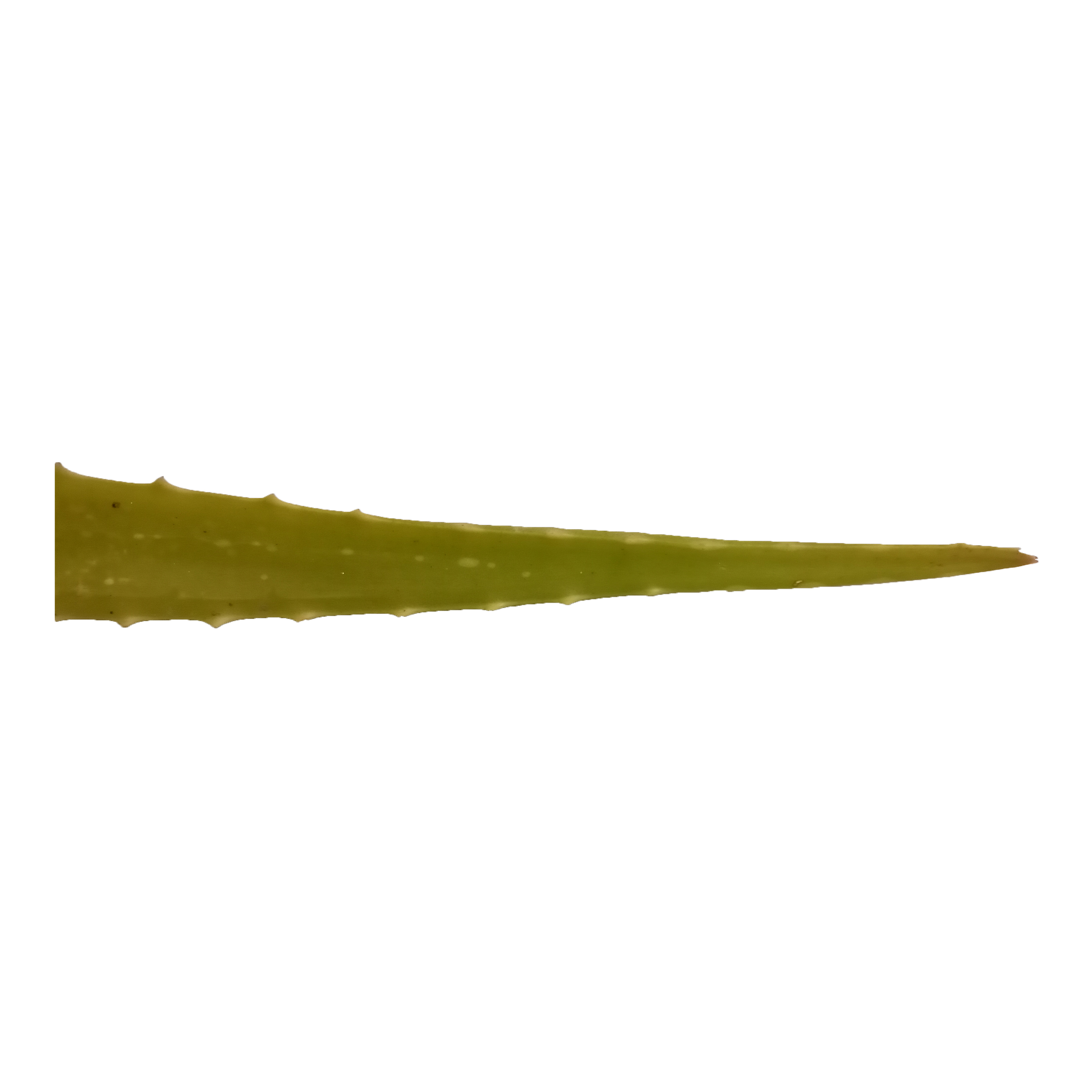 Vanhang Object Detection Dataset By King Mongkuts University Of