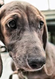 dog emotion classification Classification Dataset by 2642025