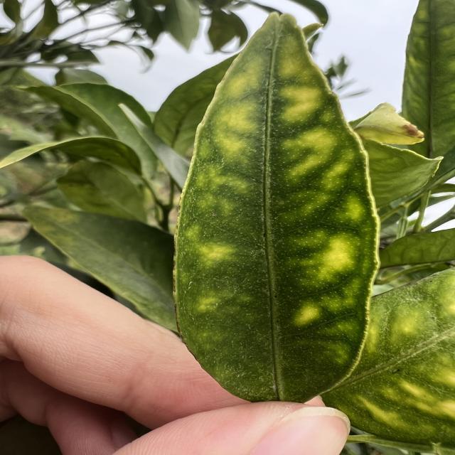 Orange disease Instance Segmentation Dataset by leaf diseases detection