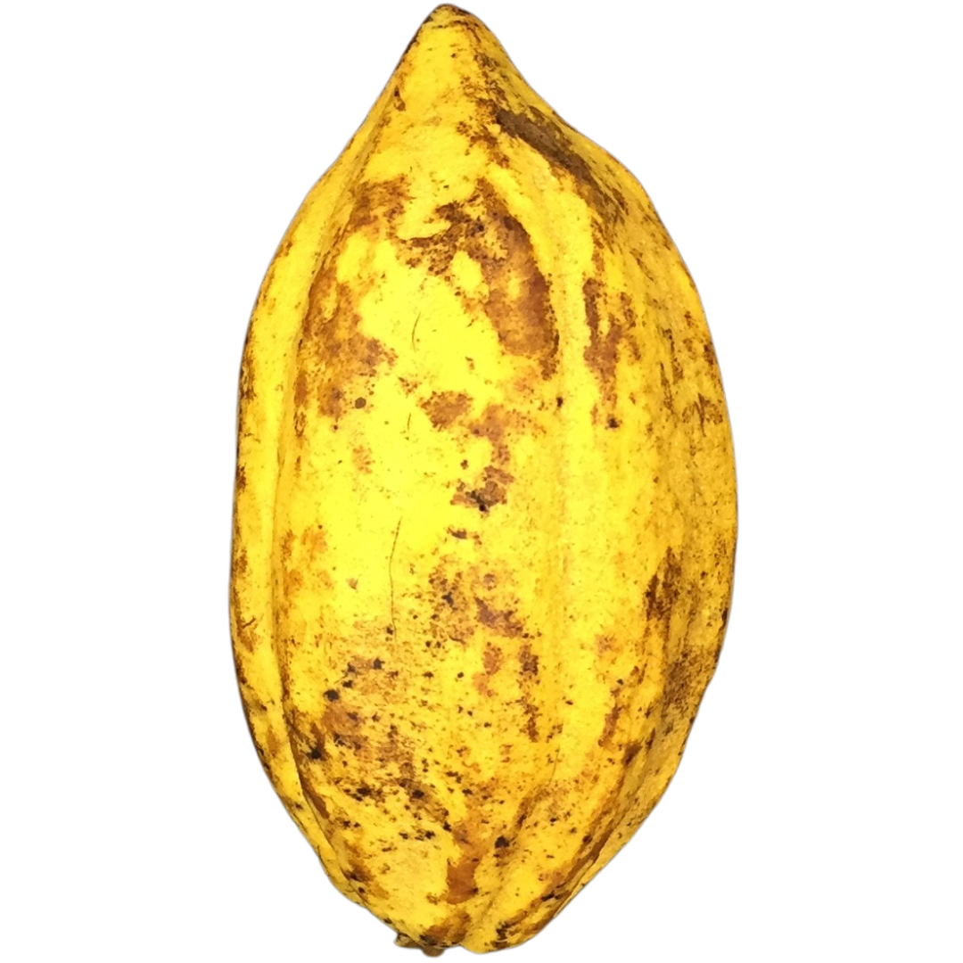 cc Object Detection Dataset and Pre-Trained Model by dave