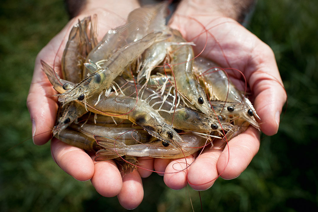 How to Use the Shrimp Iteration 4 Instance Segmentation API