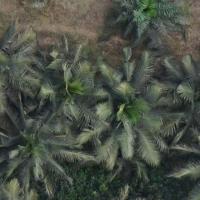 Tree Classifications - Roboflow Universe