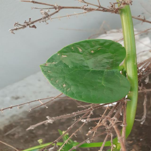 Affected Leaves Instsegmentation Instance Segmentation Dataset And Pre