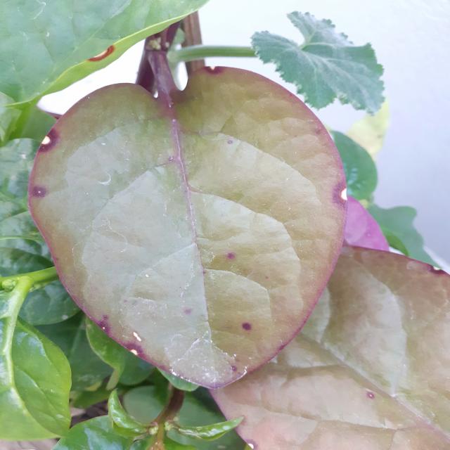 leaf-ins-seg Instance Segmentation Dataset and Pre-Trained Model by segmentation5