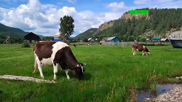 cows Object Detection Dataset and Pre-Trained Model by Cattle Human Intrusion