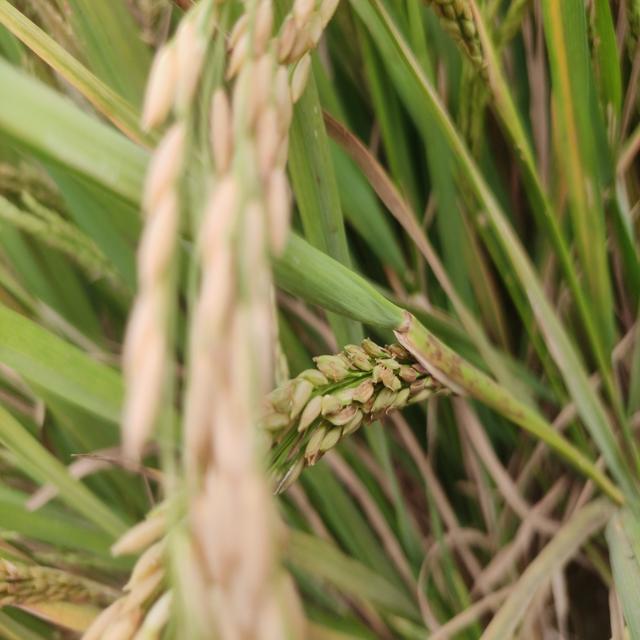 rice_grain Object Detection Dataset by mp1