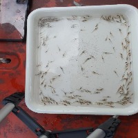 like:thesis-fingerlings-counter-using-yolov7-instance-segmentation/v3-milkfish-fingerlings ...