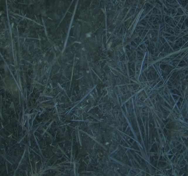 Test2 Object Detection Dataset By Farmlab