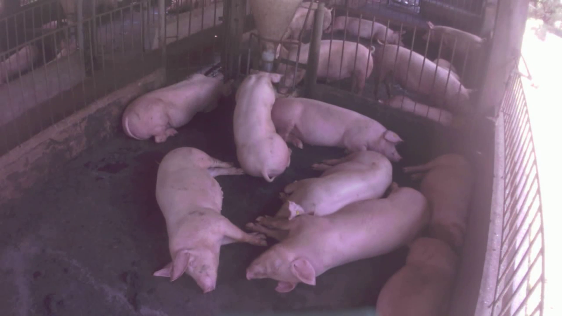 piggo 9 Object Detection Dataset by Pig