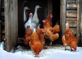 chicken detecion Object Detection Dataset and Pre-Trained Model by study