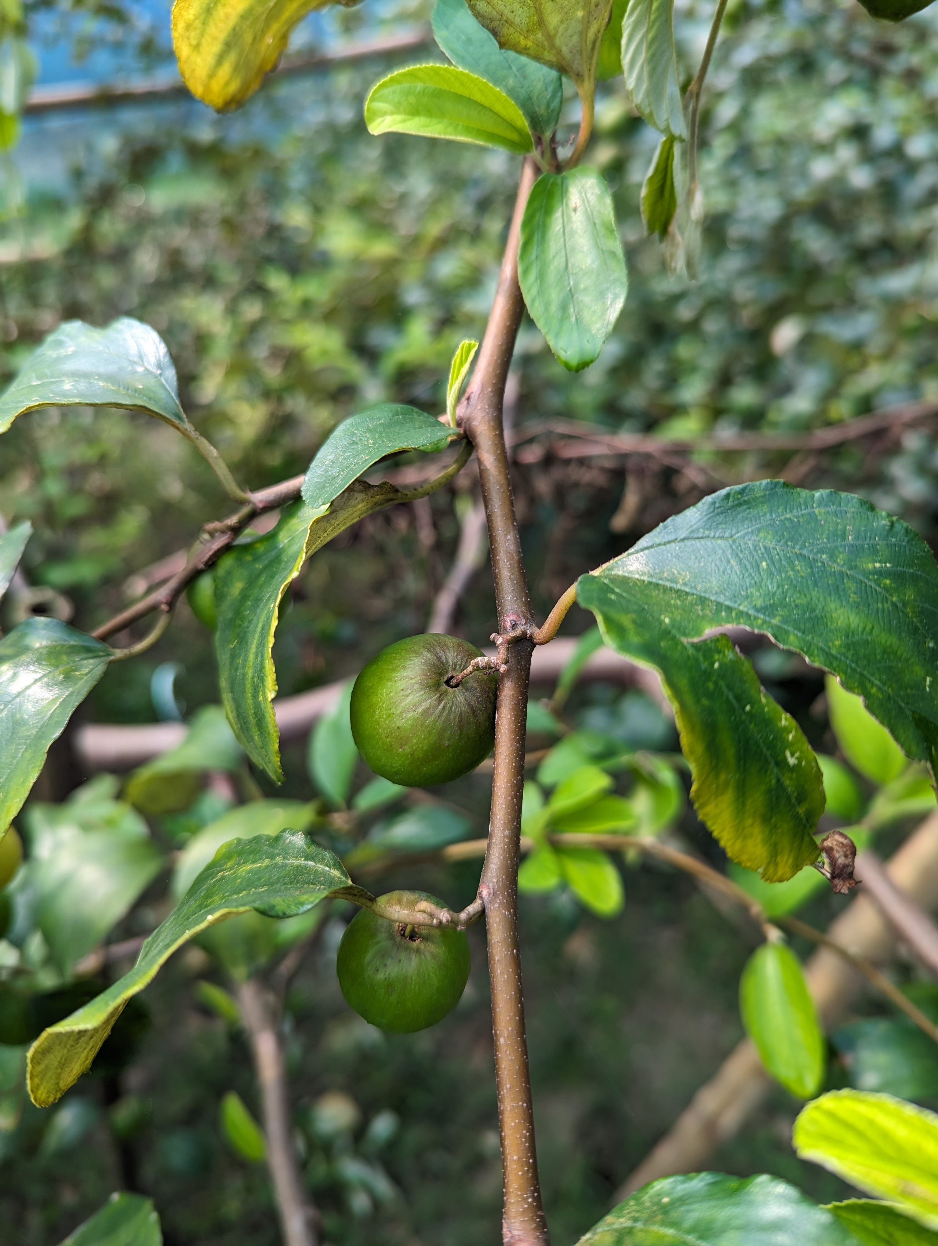 Top Bud_stage Datasets and Models | Roboflow Universe