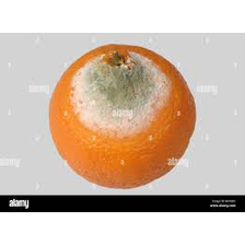 harsh loves coding - Roboflow Universe