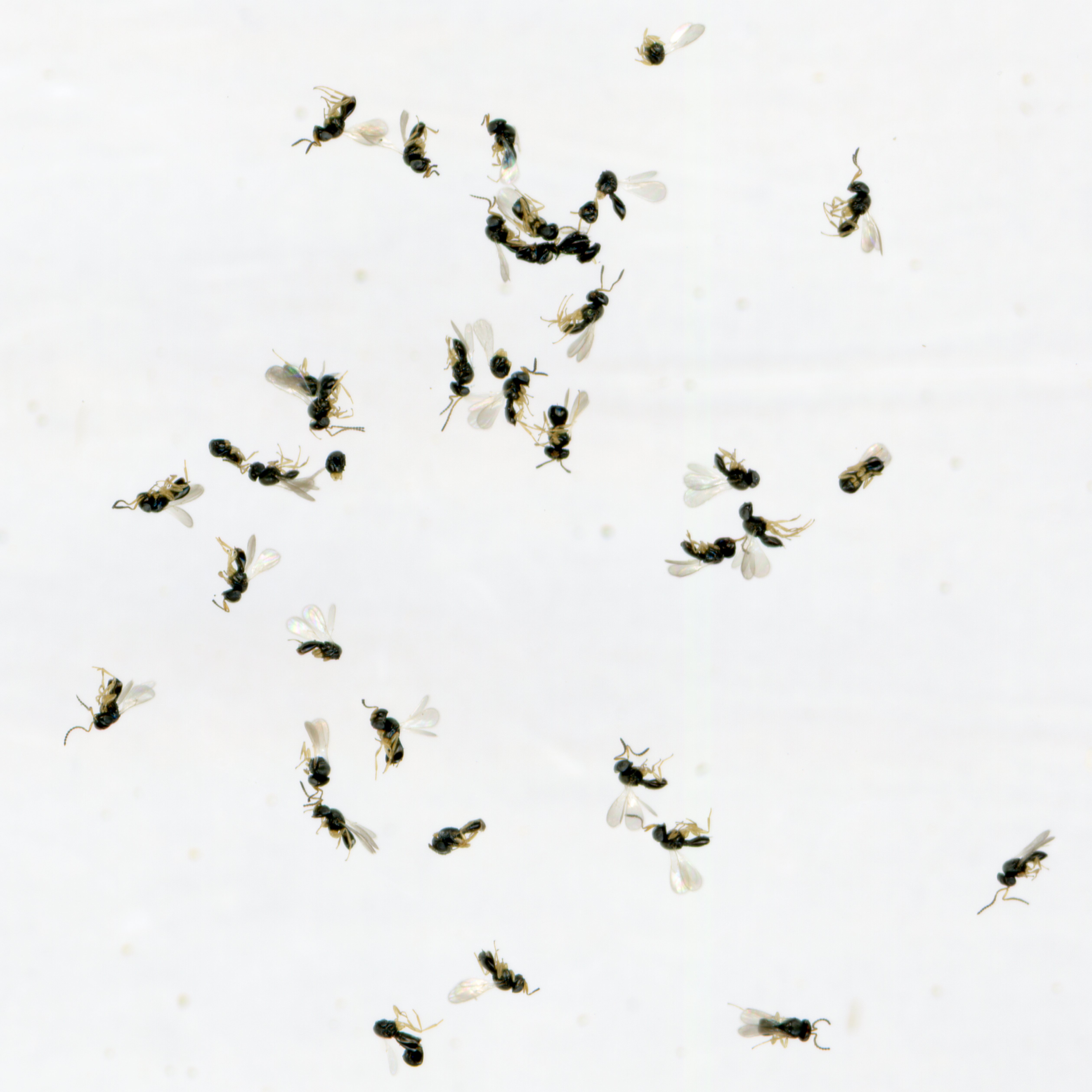 123 Object Detection Dataset by hey