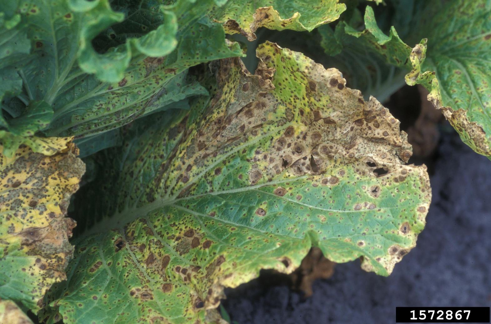 Cabbage Diseases Object Detection Dataset by SurentharRajamohan