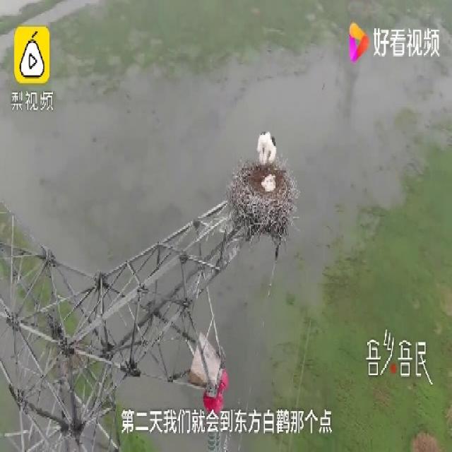 Bird Nest Object Detection Dataset And Pre Trained Model By Kusyuvasi