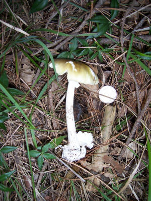 Mushroom Detection Object Detection Model by Class