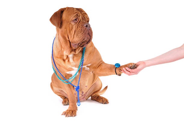 Animal Pose Keypoint Detection Model by dog pose annotation