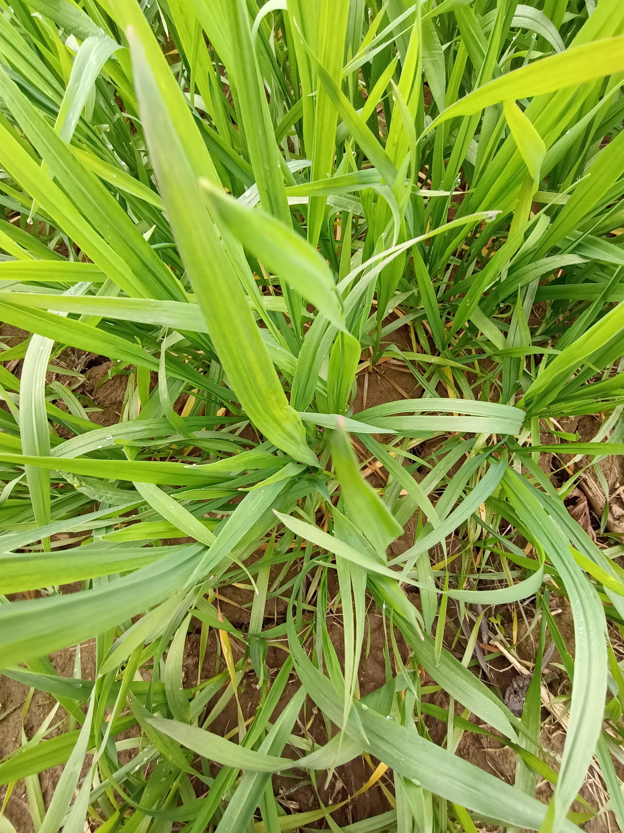 testingOBJdetectio Object Detection Dataset by masters