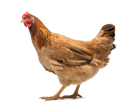 yolo12 Object Detection Model by healthy and sick chicken