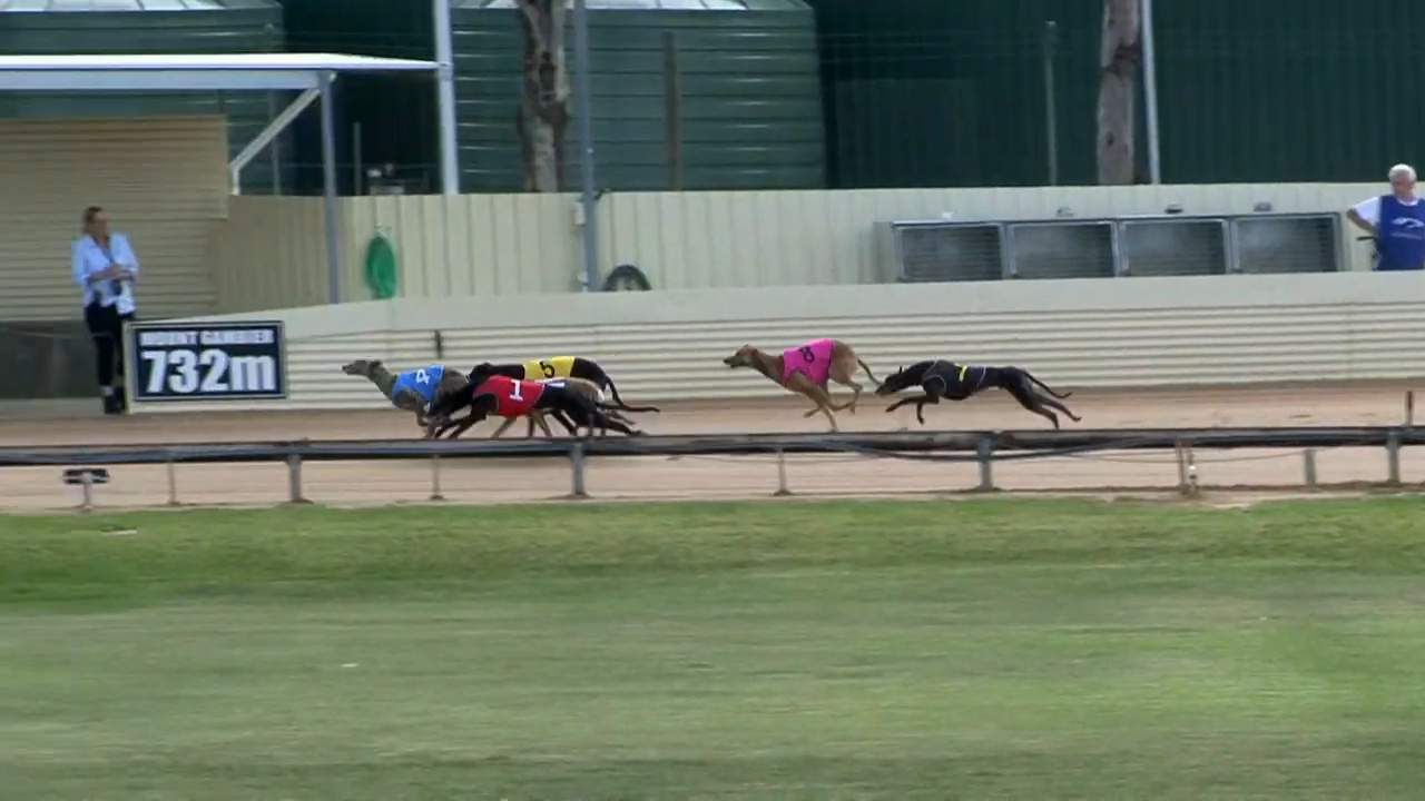 Greyhound Racing - Roboflow Universe