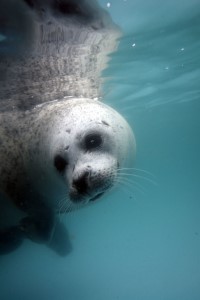 Aquatic Life Object Detection Model by MarineLife