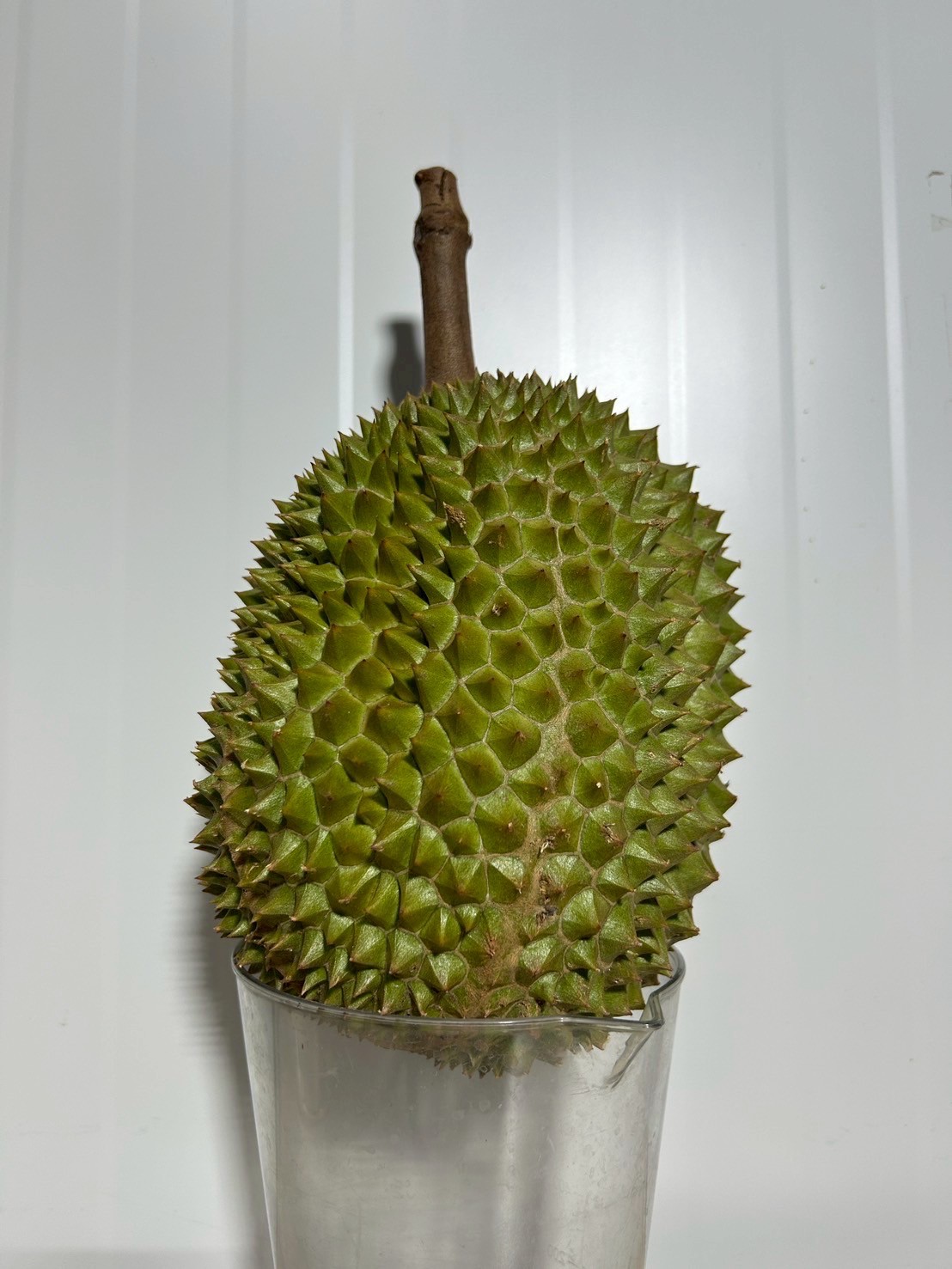 Durian Classification Object Detection Dataset by Pakkawat