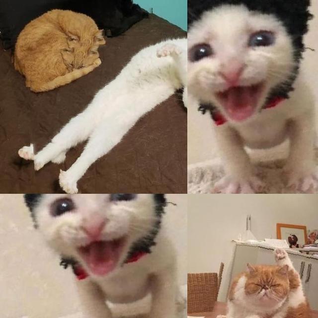 Cat Object Detection Dataset By Orange