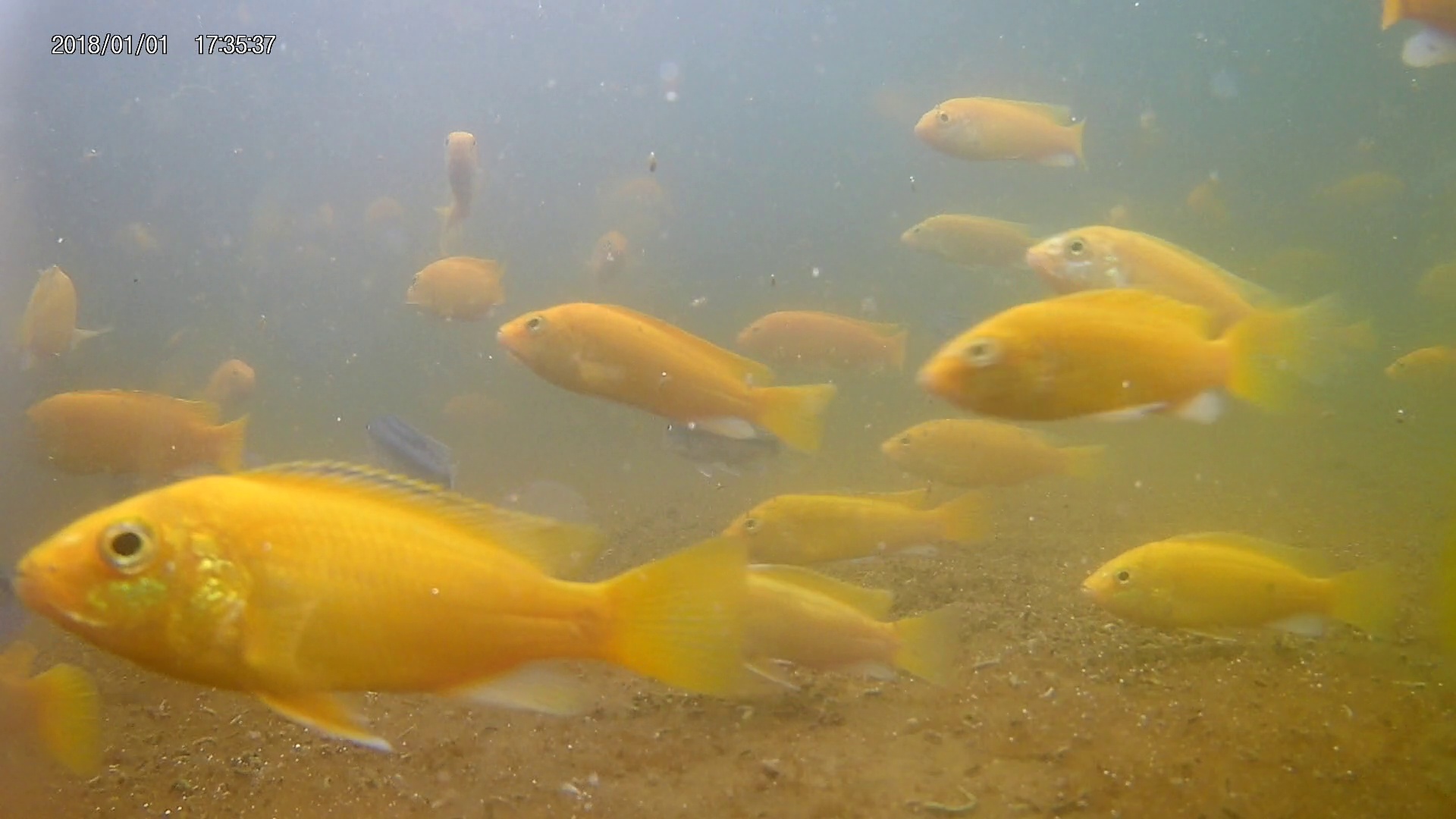 fish detection Object Detection Model by VIT CHENNAI