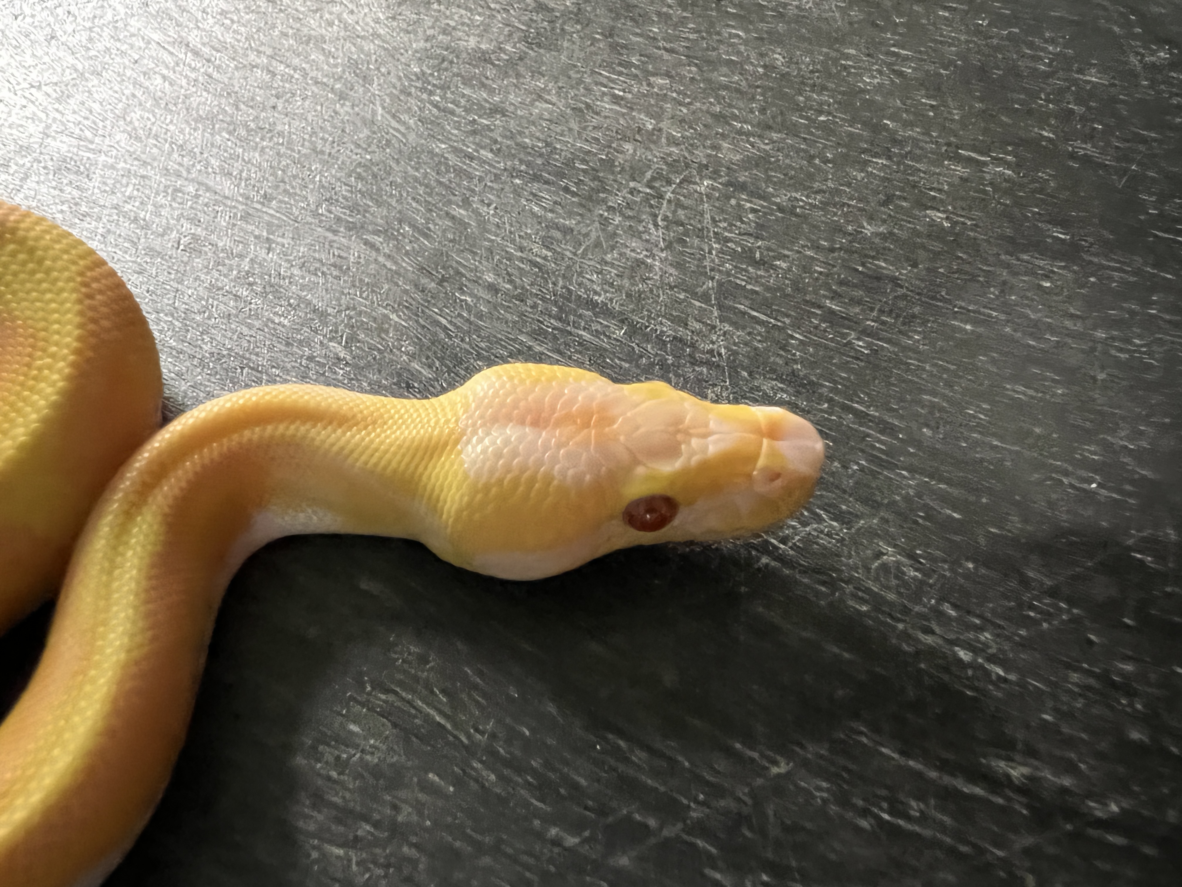 Snake Classifier Object Detection Dataset and Pre-Trained Model by 4ce