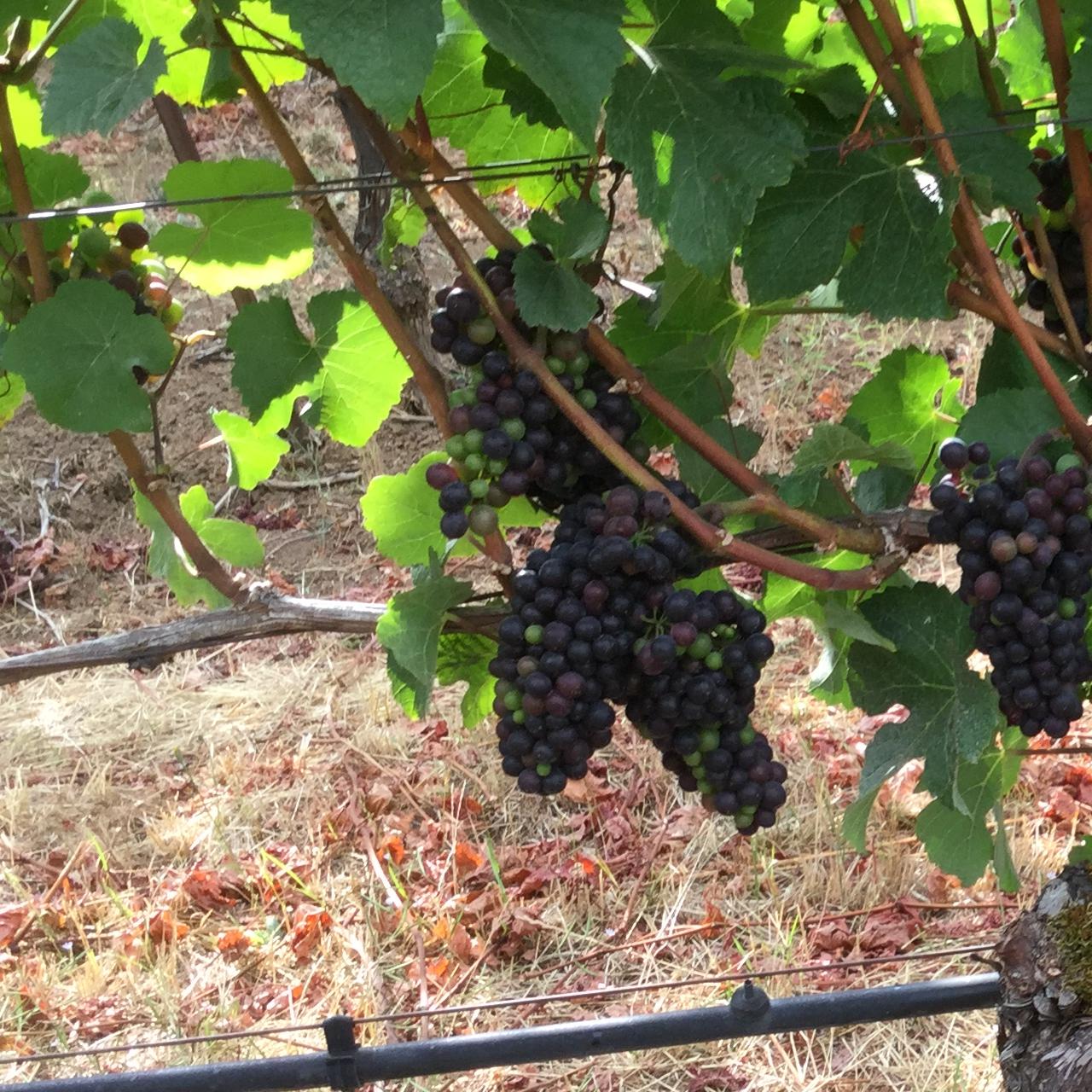 my grape Object Detection Dataset and Pre-Trained Model by bp