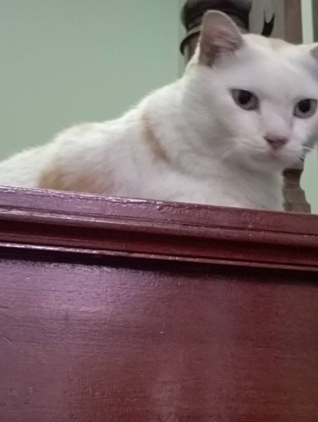 My Cat Object Detection Dataset and Pre-Trained Model by My cat